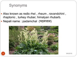 Rhubarb( padamchal) | PPTX
