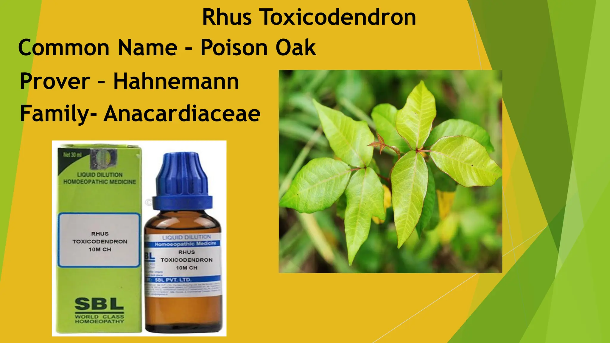 Rhus- Tox.pdf homeopathic medicine ............ | PPT