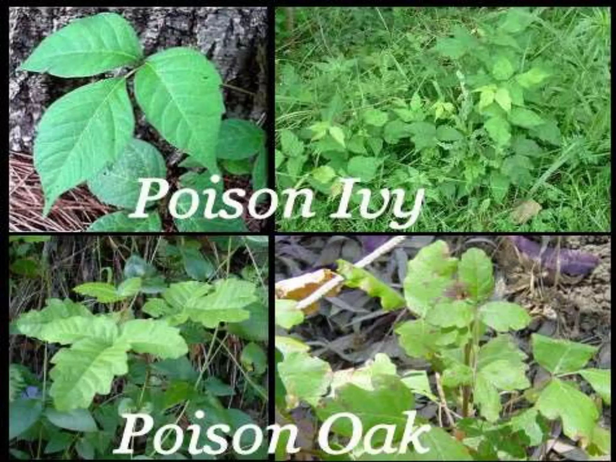 Rhux tox Drug Picture | PPTX