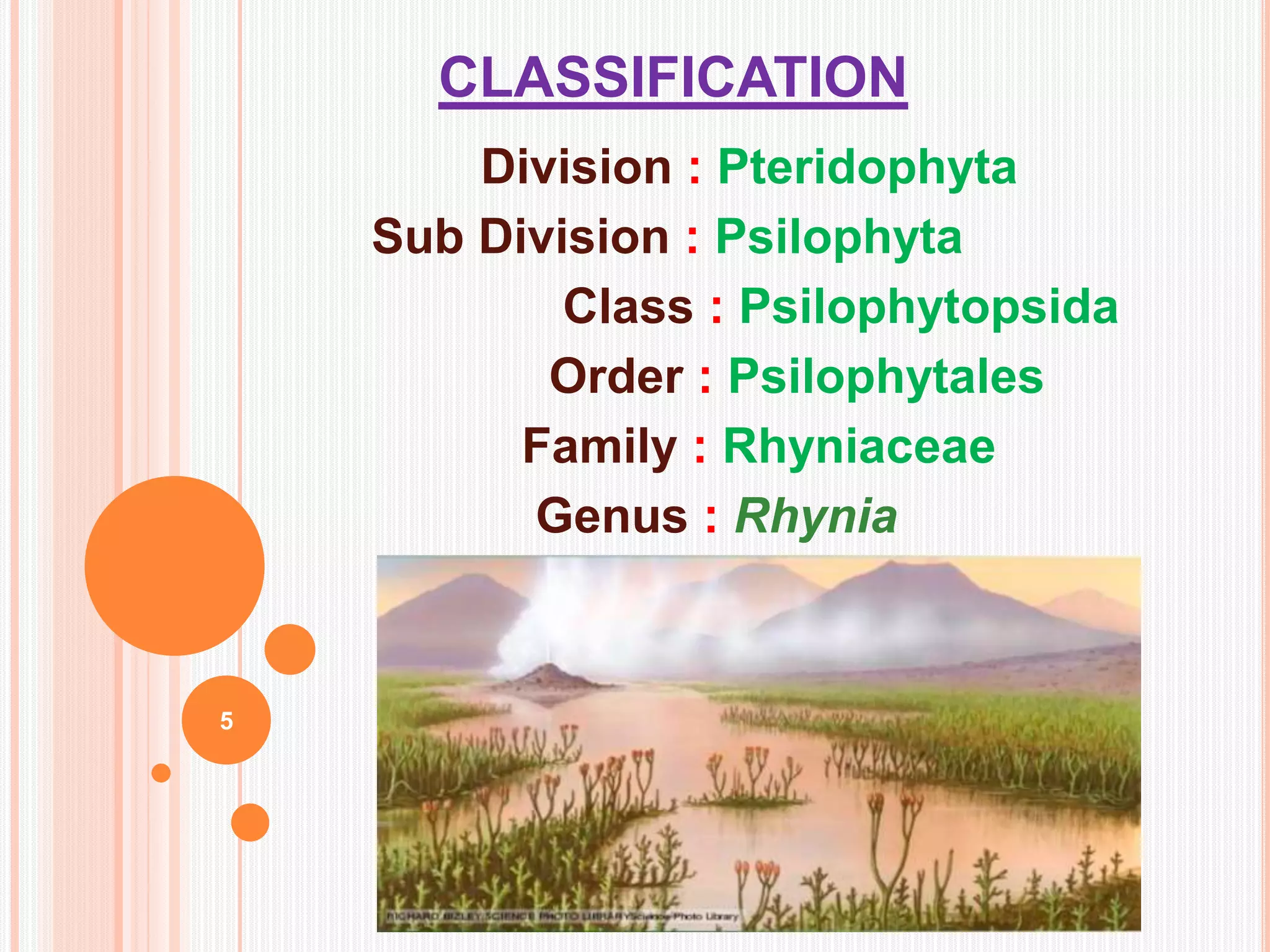 Rhynia | PPTX