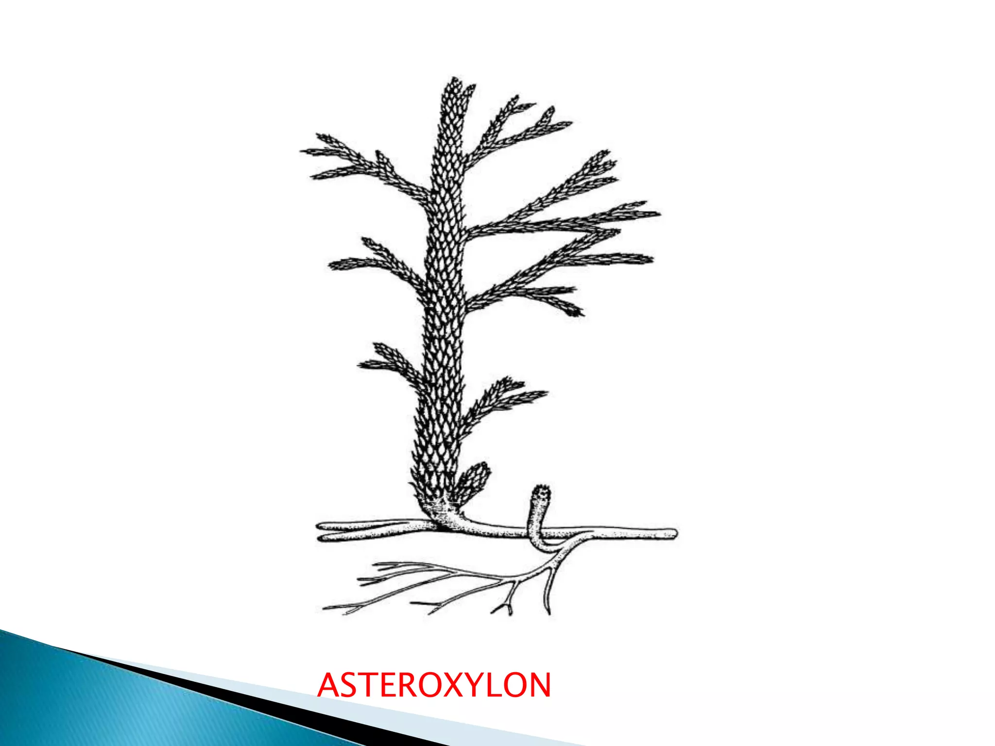 Rhynia / asteroxylom | PPTX