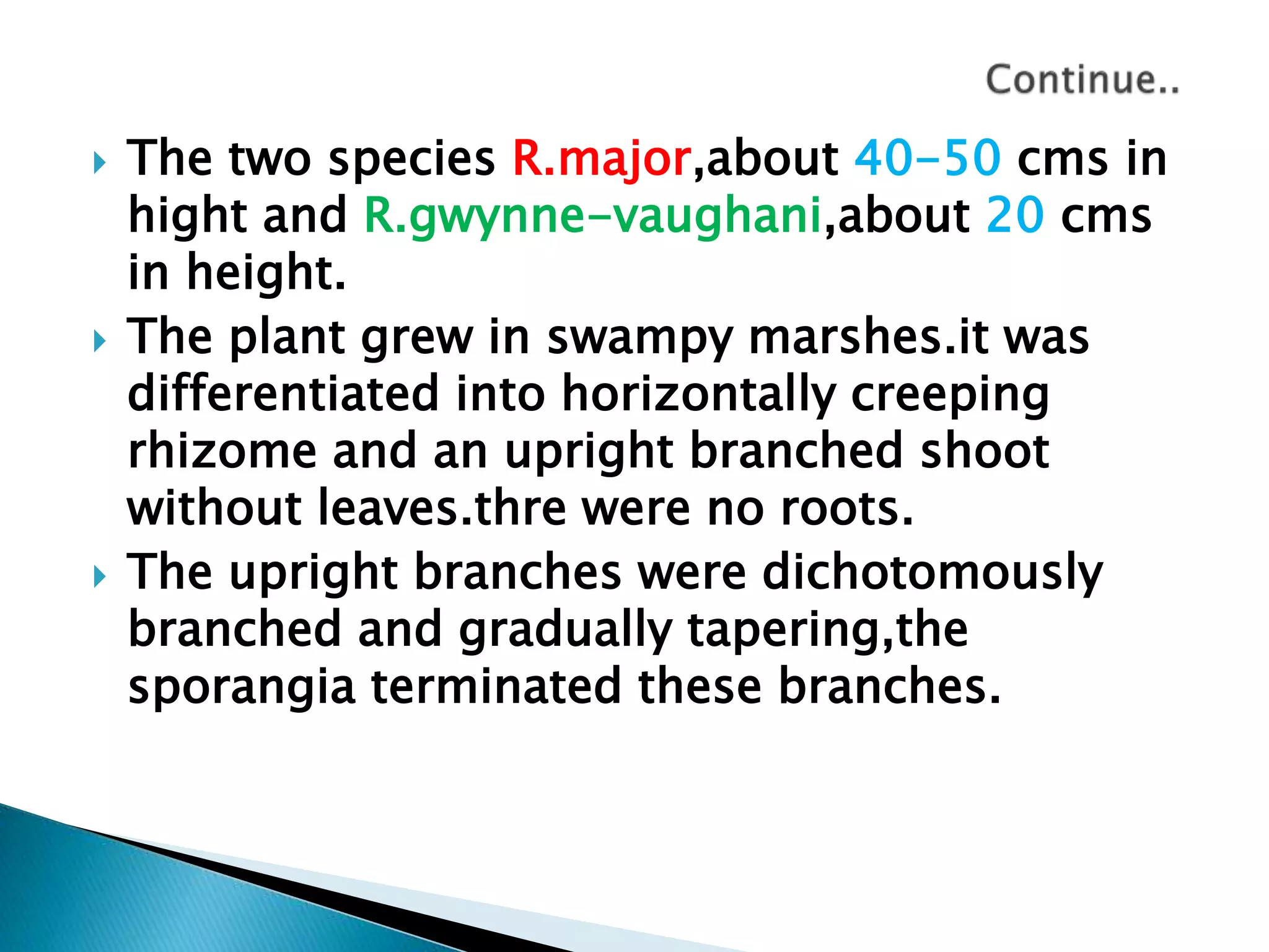 Rhynia / asteroxylom | PPTX