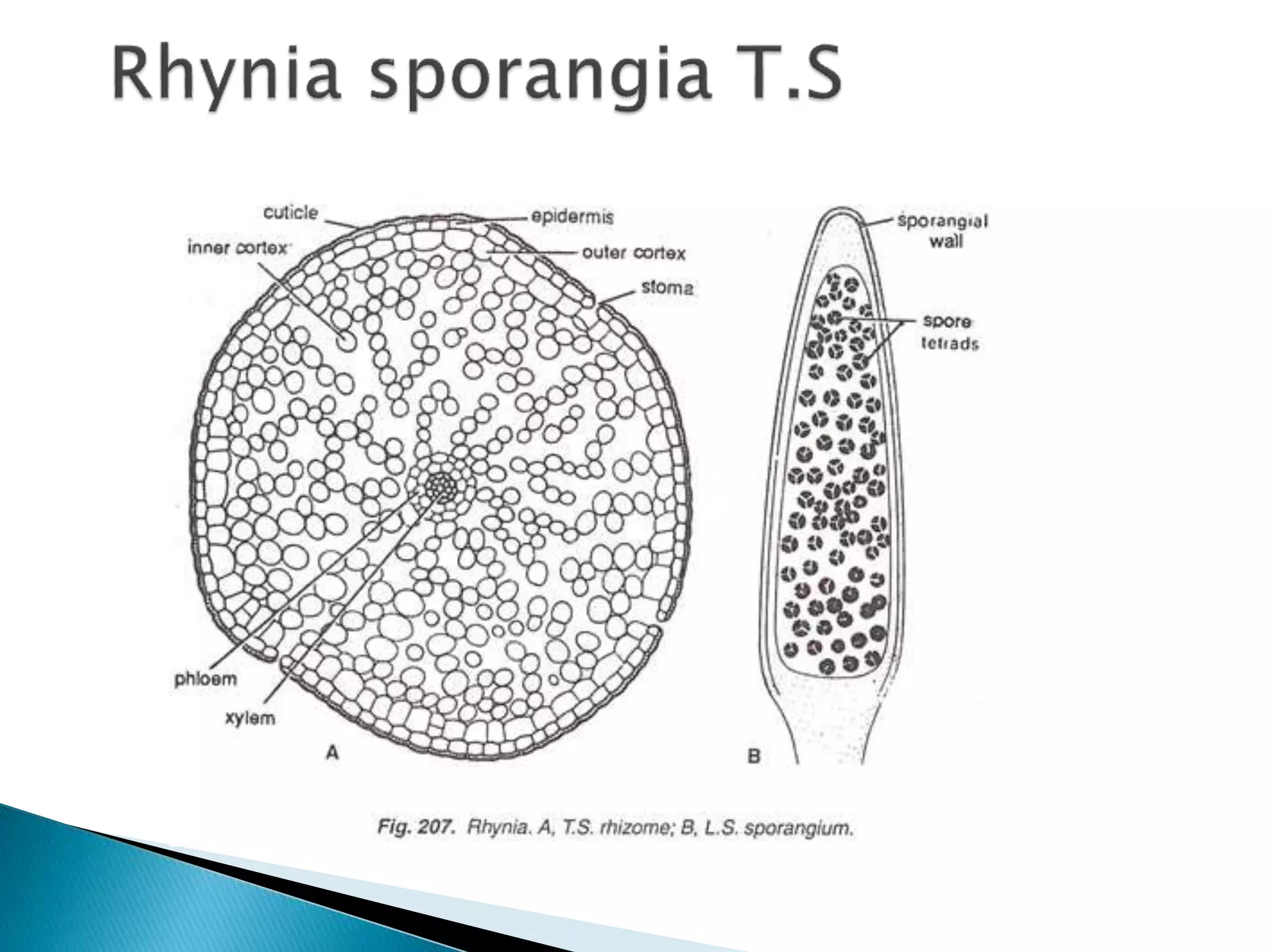Rhynia / asteroxylom | PPTX