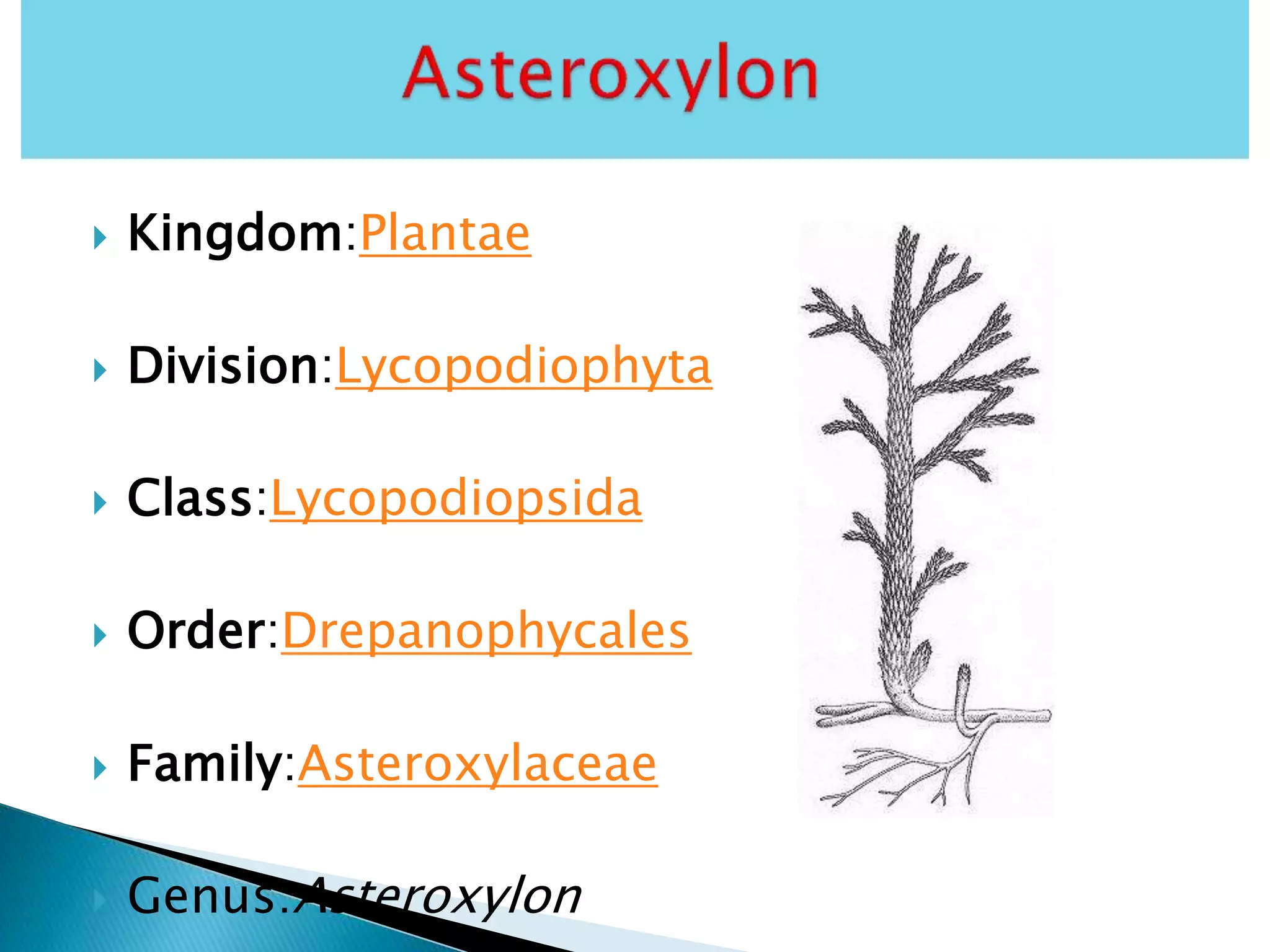 Rhynia / asteroxylom | PPTX