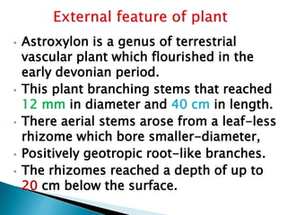 Rhynia / asteroxylom | PPTX