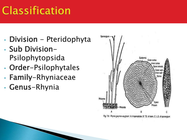 Rhynia / asteroxylom | PPTX