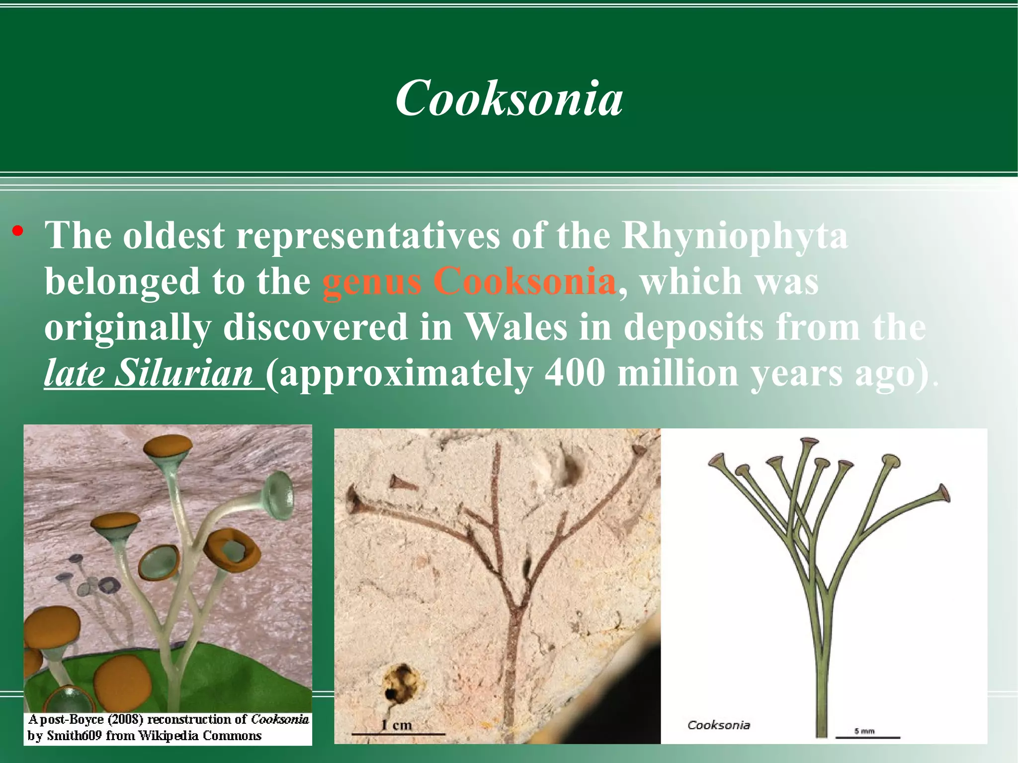 Rhyniophyta | PPT