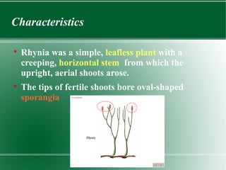 Rhyniophyta | PPT