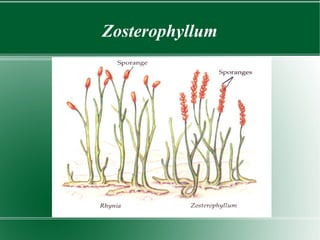 Rhyniophyta | PPT