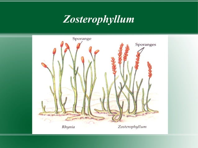Rhyniophyta | PPT
