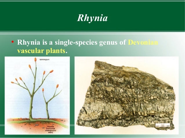 Rhyniophyta