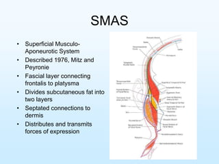Rhytidectomy (Face Lift) | PPT