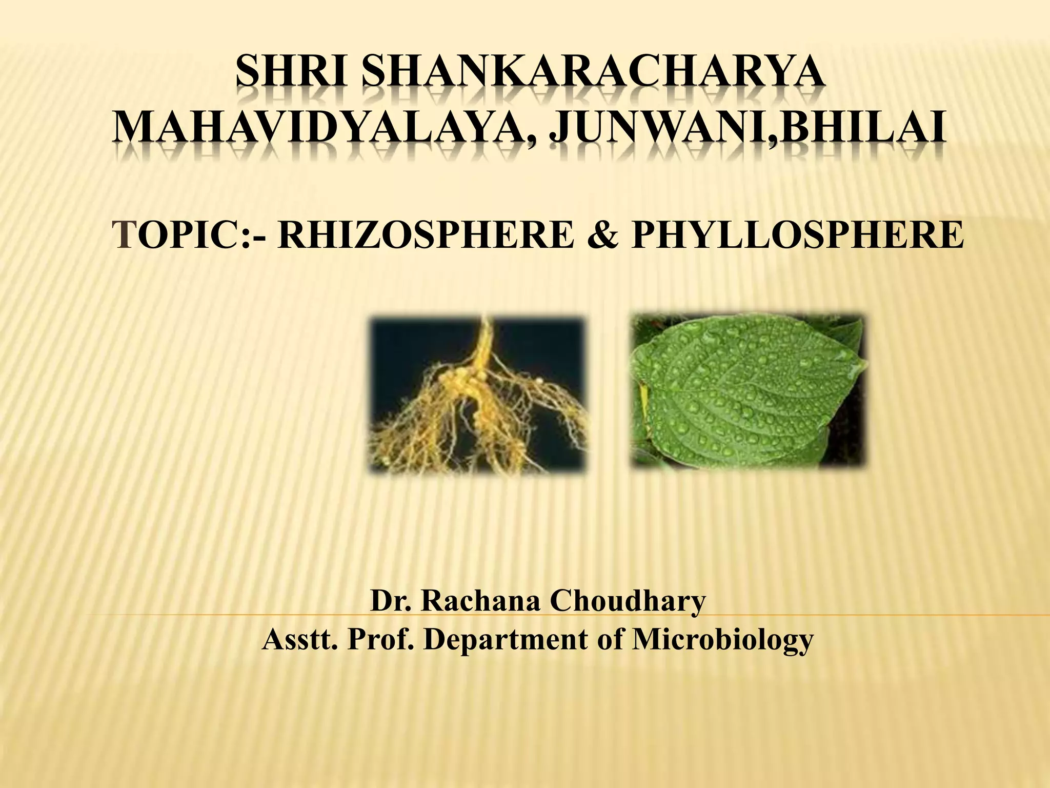 Rhizosphere & phyllosphere | PPTX