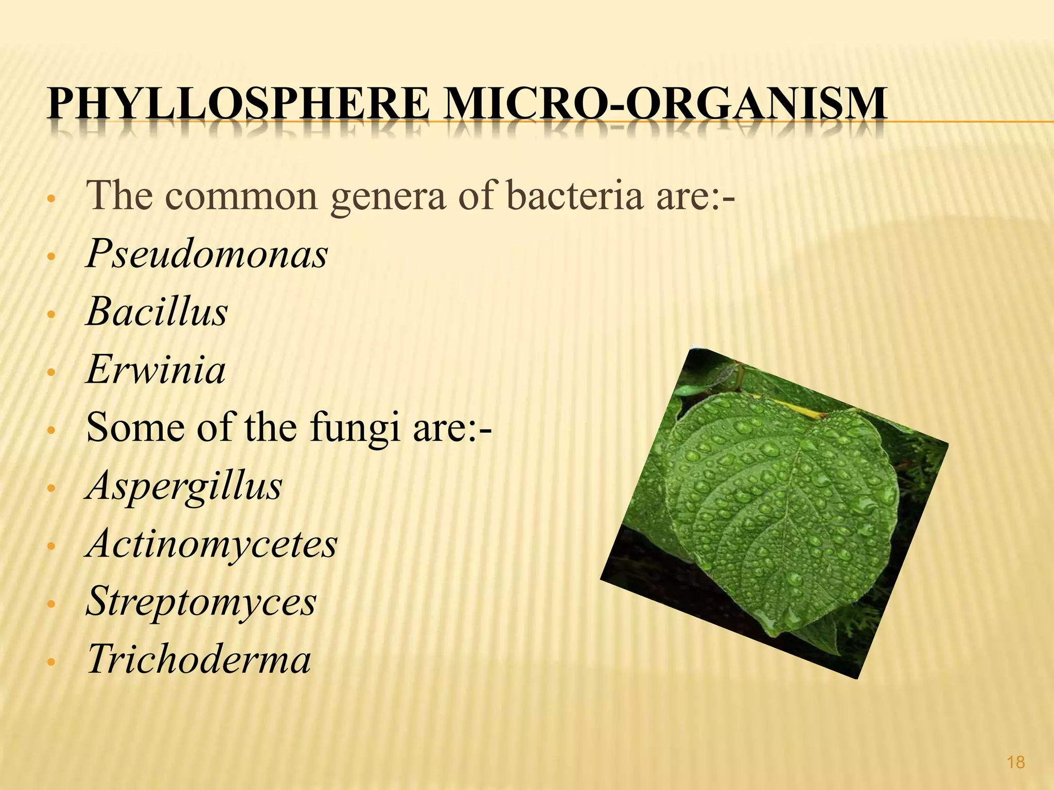 Rhizosphere & phyllosphere | PPTX