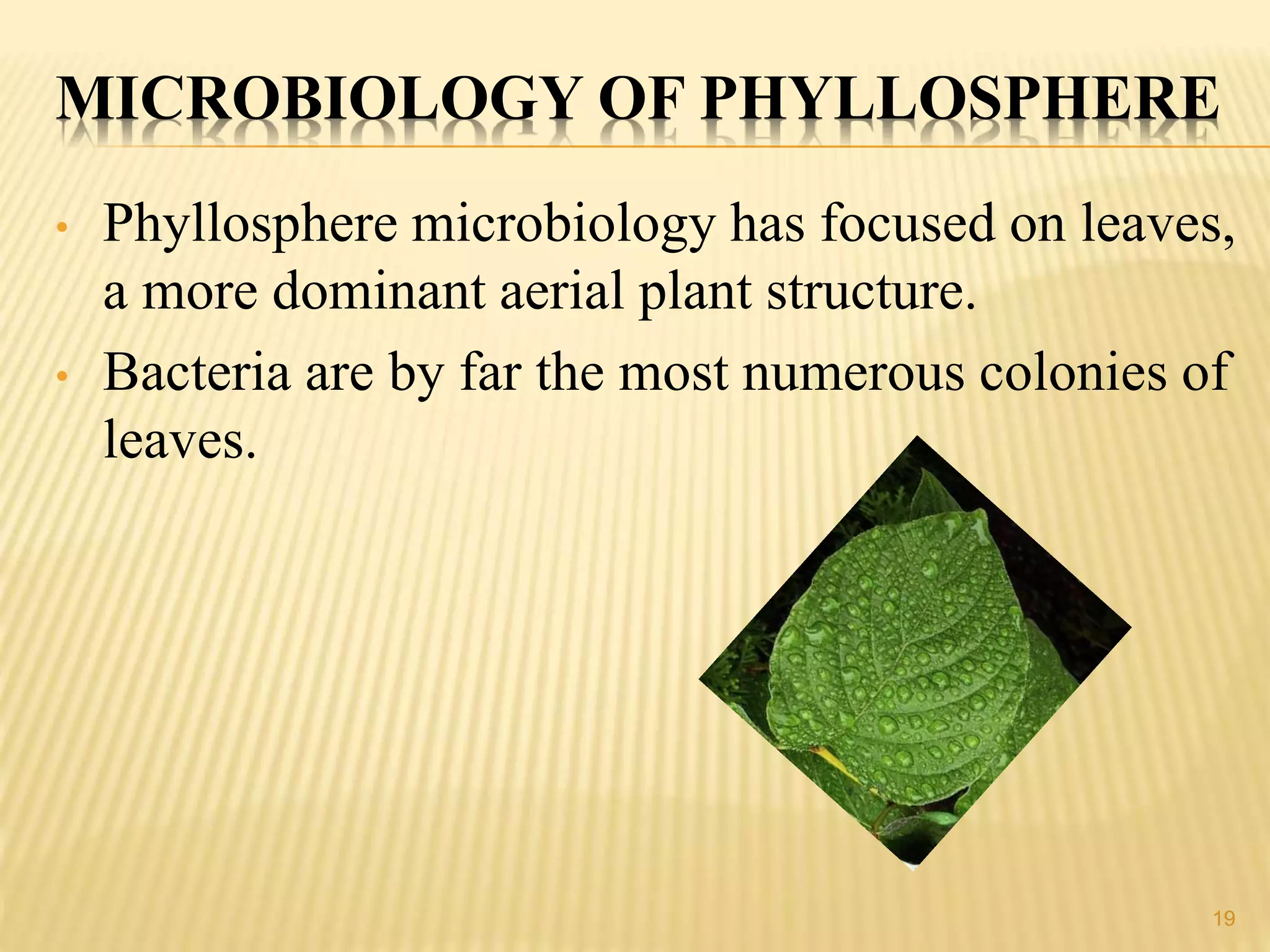 Rhizosphere & phyllosphere | PPTX