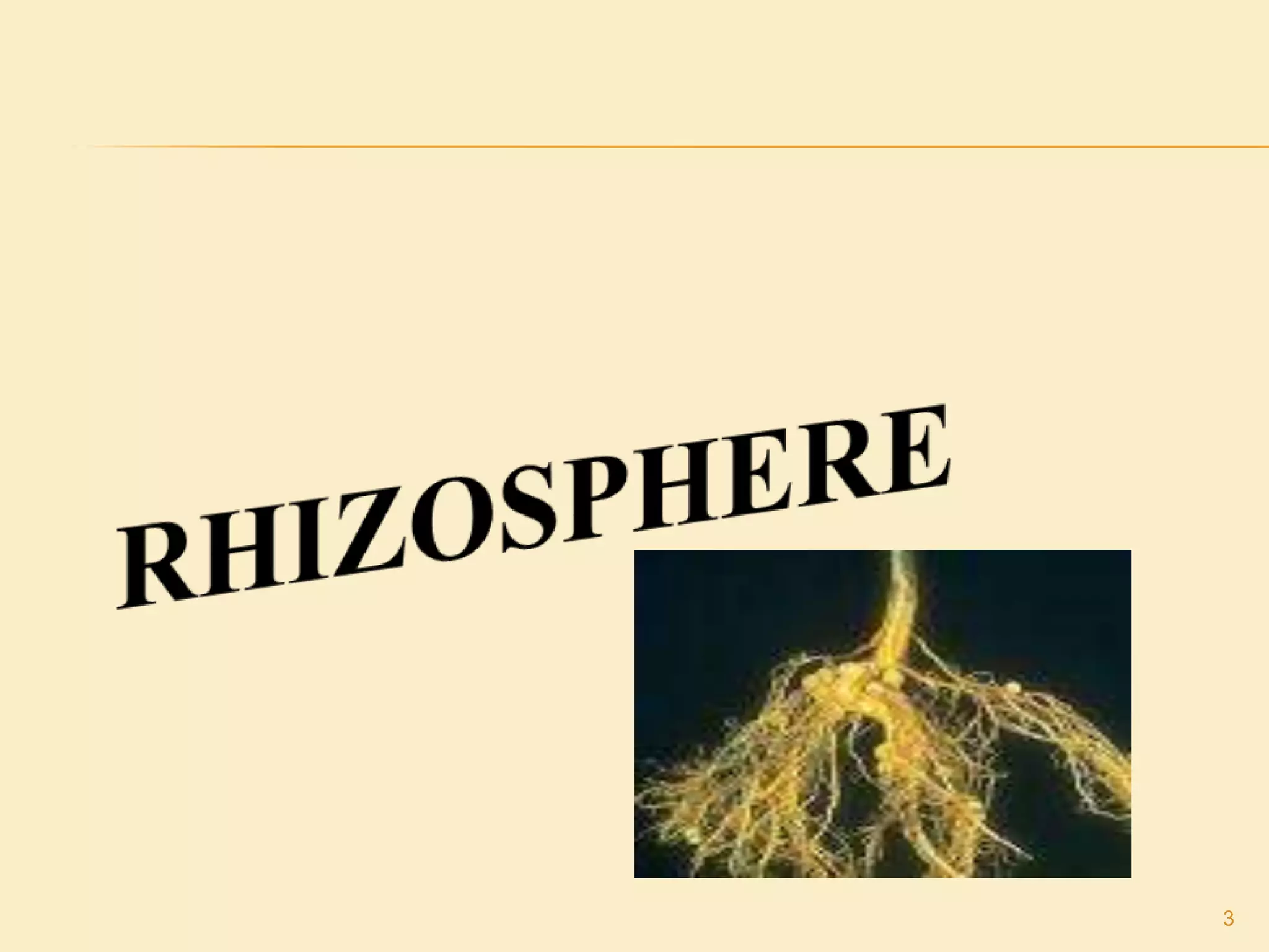 Rhizosphere & phyllosphere | PPTX