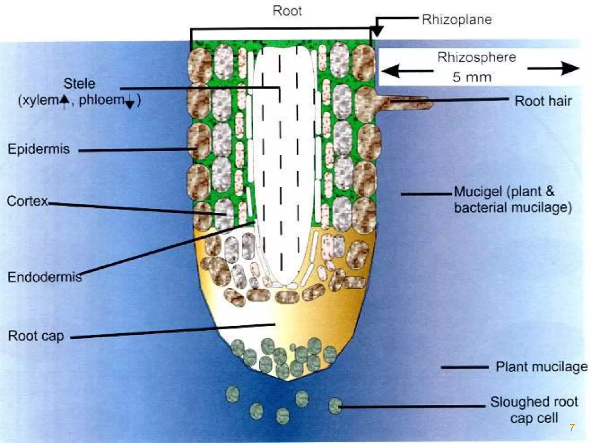 Rhizosphere & phyllosphere | PPTX