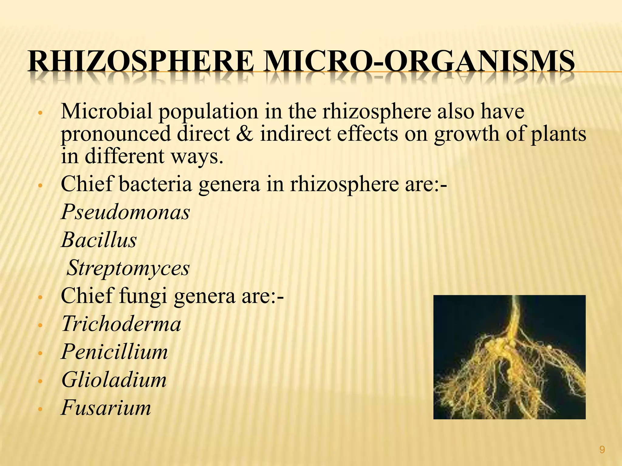 Rhizosphere & phyllosphere | PPTX