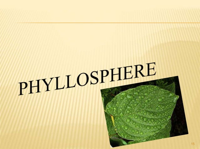 Rhizosphere & phyllosphere | PPTX