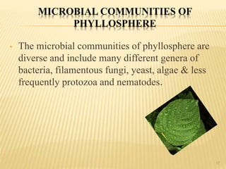 Rhizosphere & phyllosphere | PPTX