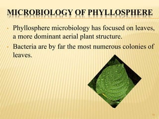 Rhizosphere & phyllosphere | PPTX