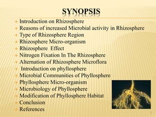 Rhizosphere & phyllosphere | PPTX