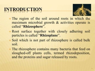 Rhizosphere & phyllosphere | PPTX
