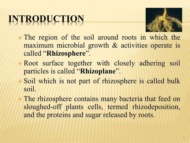 Rhizosphere & phyllosphere | PPTX