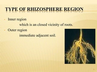 Rhizosphere & phyllosphere | PPTX