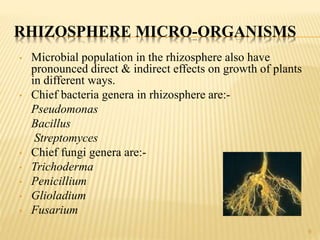 Rhizosphere & phyllosphere | PPTX