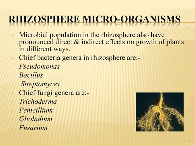 Rhizosphere & phyllosphere | PPTX