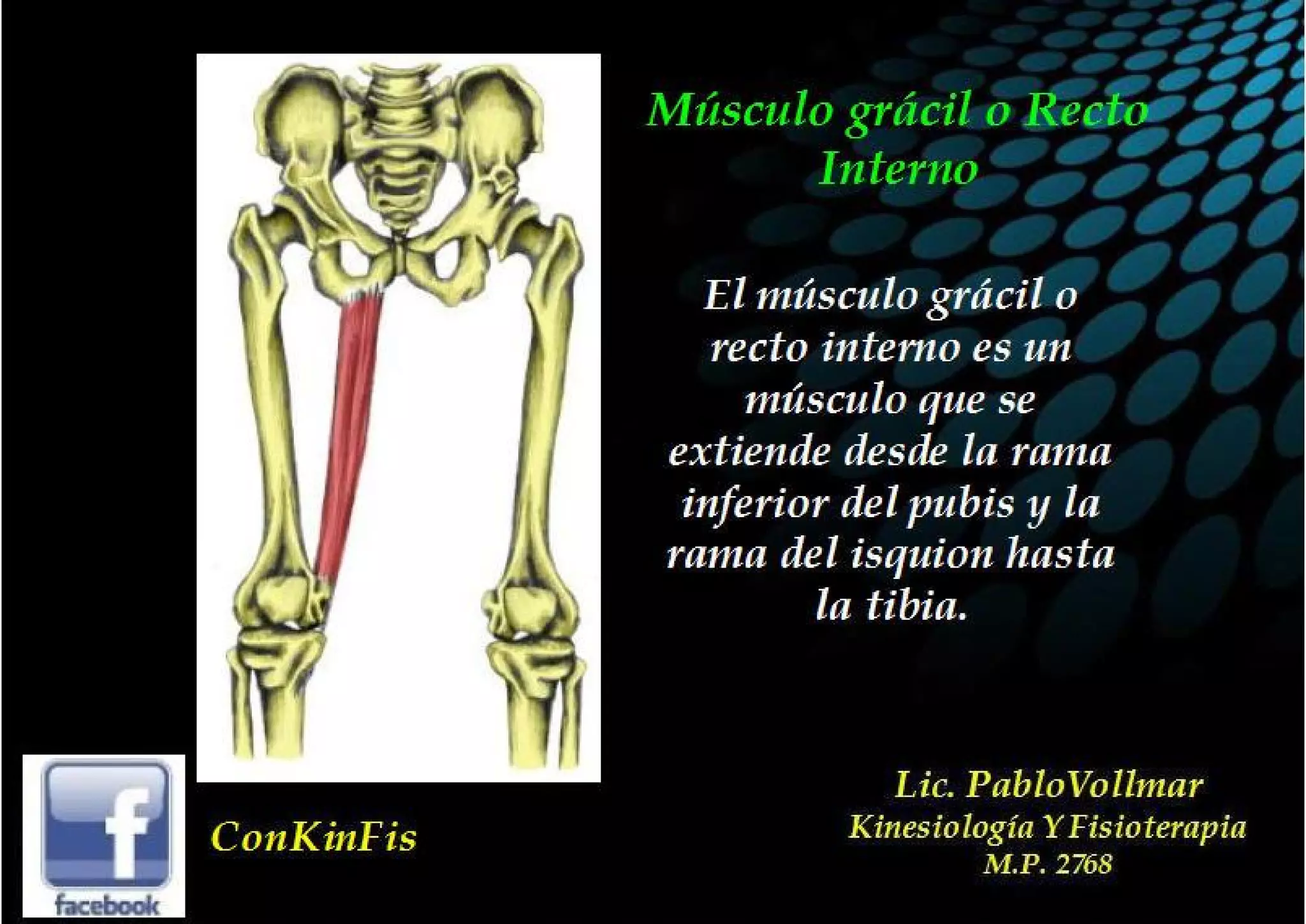 Anatomia del Recto Interno o Gracilis | PPT
