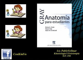 Anatomia del Recto Interno o Gracilis | PDF
