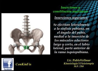 Anatomia del Recto Interno o Gracilis | PDF