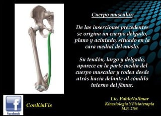 Anatomia del Recto Interno o Gracilis | PDF