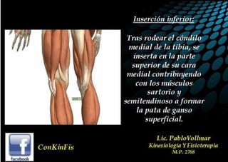 Anatomia del Recto Interno o Gracilis | PDF