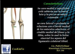 Anatomia del Recto Interno o Gracilis | PDF