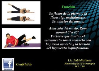 Anatomia del Recto Interno o Gracilis | PDF