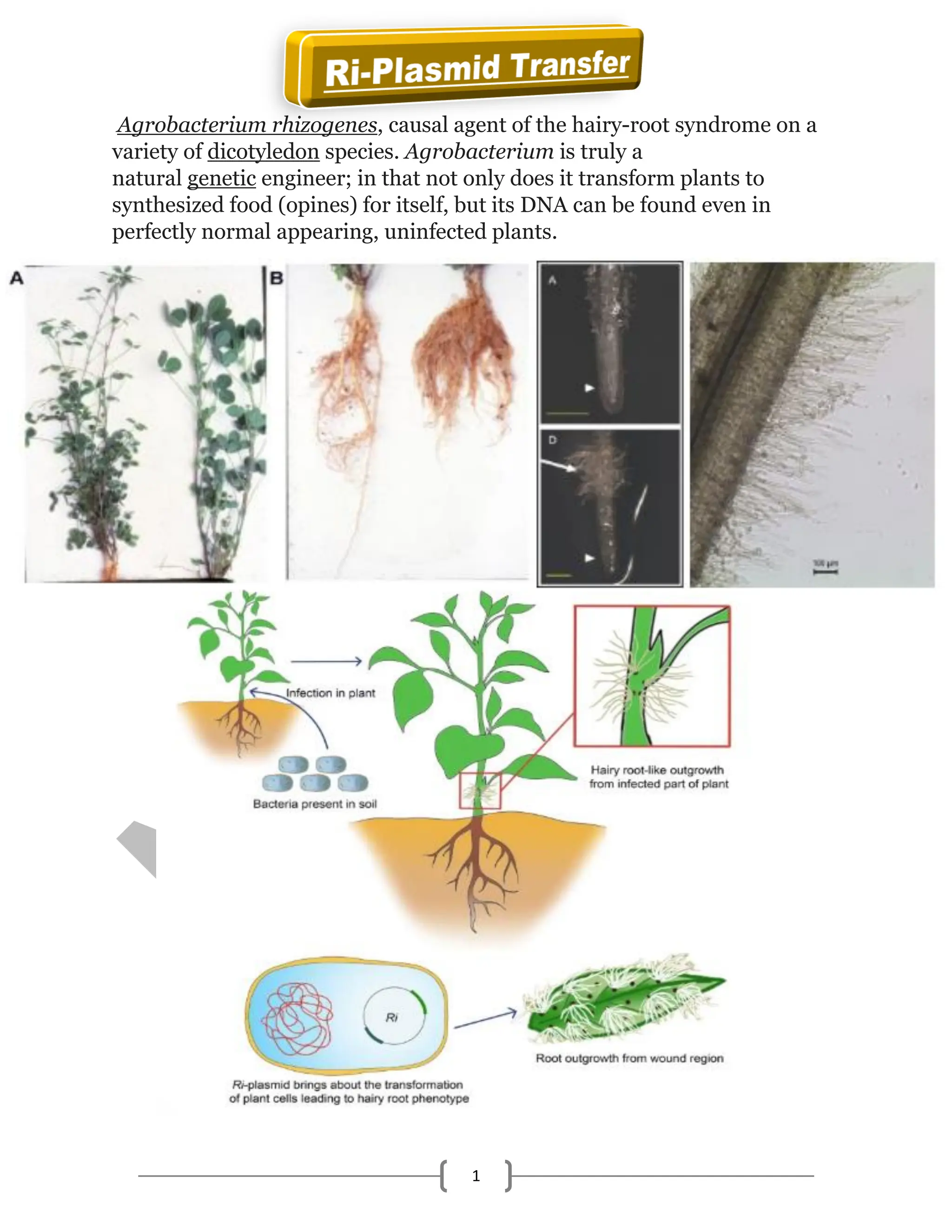 Ri-Plasmid Transfer for Biotechnology & Botany Students | PDF