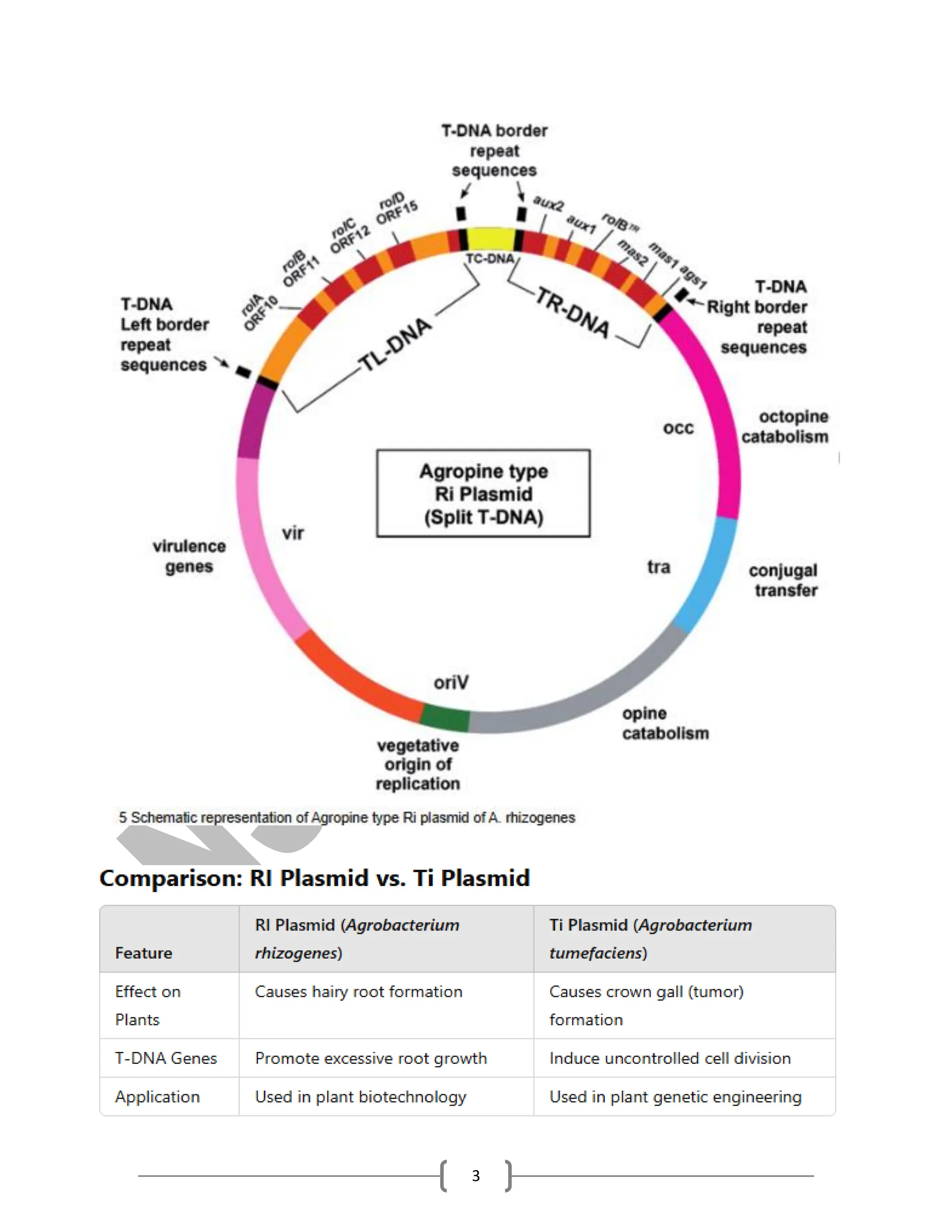 Ri-Plasmid Transfer for Biotechnology & Botany Students | PDF