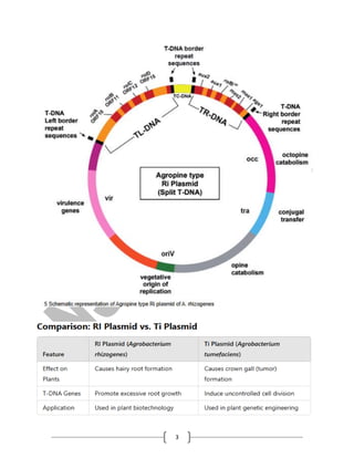 Ri-Plasmid Transfer for Biotechnology & Botany Students | PDF