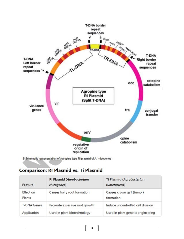 Ri-Plasmid Transfer for Biotechnology & Botany Students | PDF