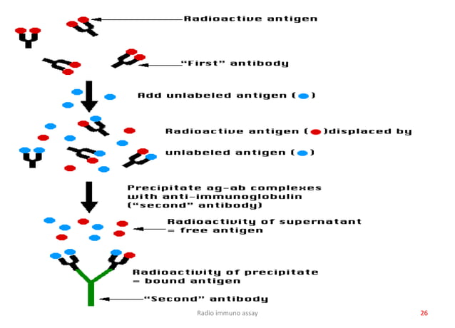Radioimmunoassay | PPTX | Thyroid Disorders | Endocrine and Metabolic ...