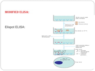 Ria and elisa | PPT