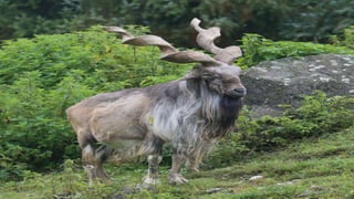Markhor | PPT