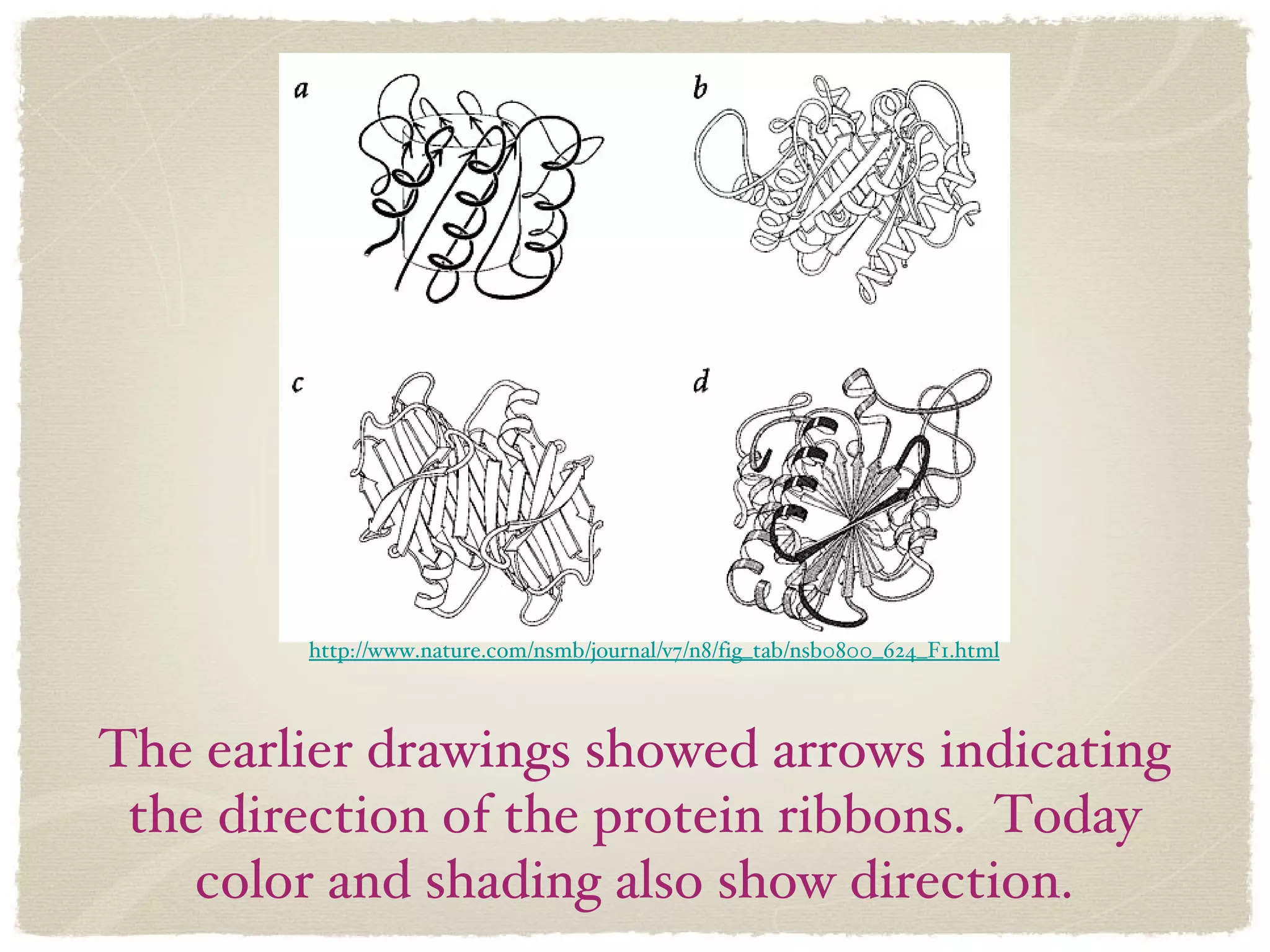 Ribbon Diagrams | PPT