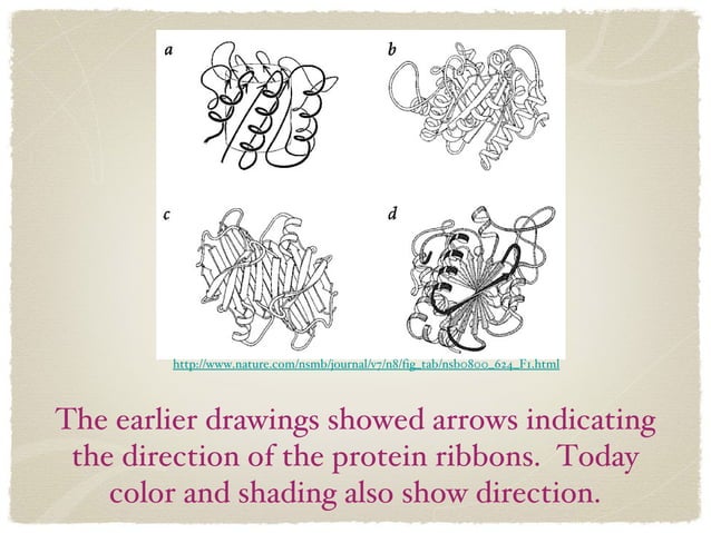Ribbon Diagrams | PPT