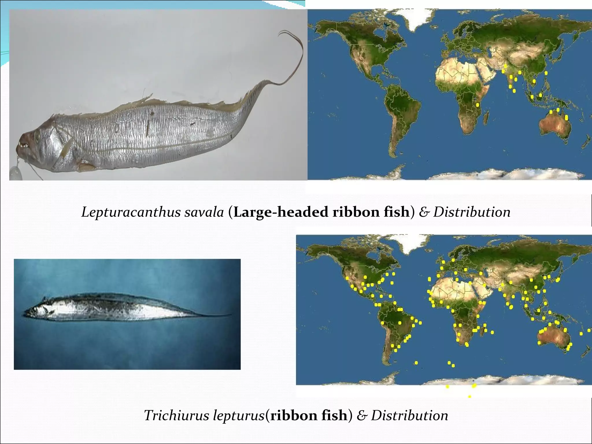 Ribbon fish | PPT