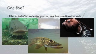 Ribe | PPTX