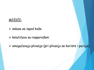 ribe.ppt